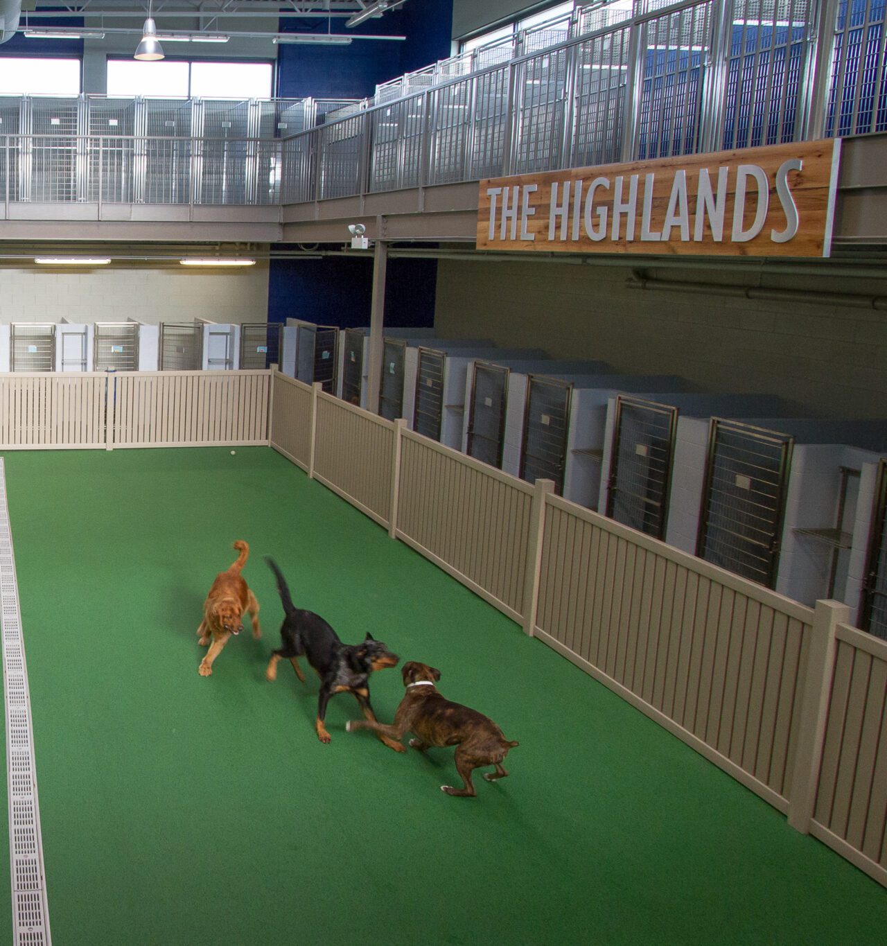 Dog Boarding Facility Design & Construction | RWE Design Build Dog Boarding Facility Design & Construction | RWE Design Build